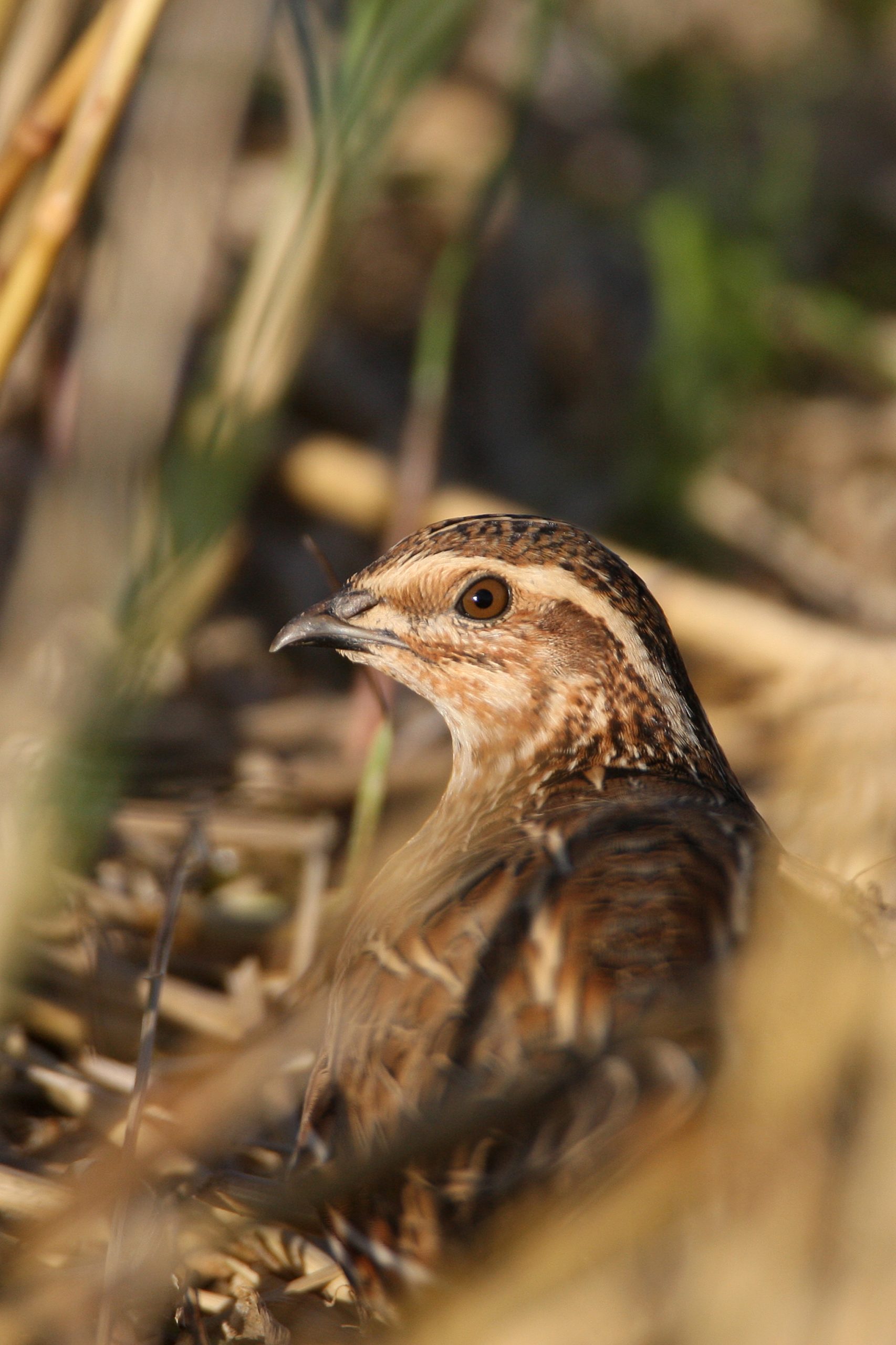 Chasse de la caille des blés - FDC21