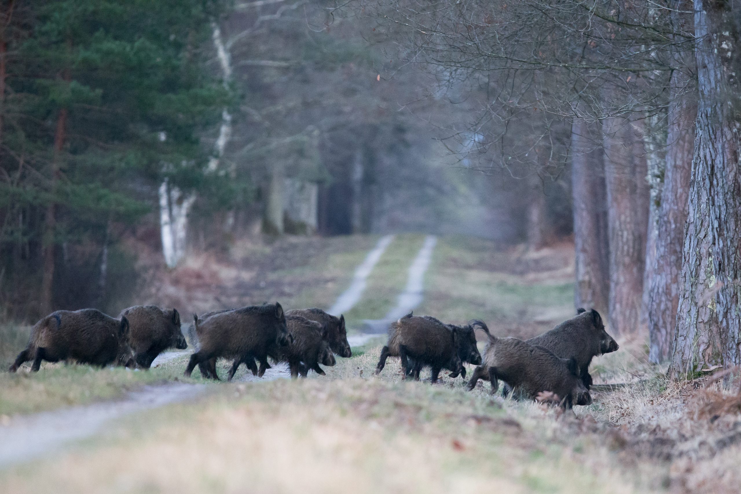 Réattributions sangliers : mode d'emploi - FDC21